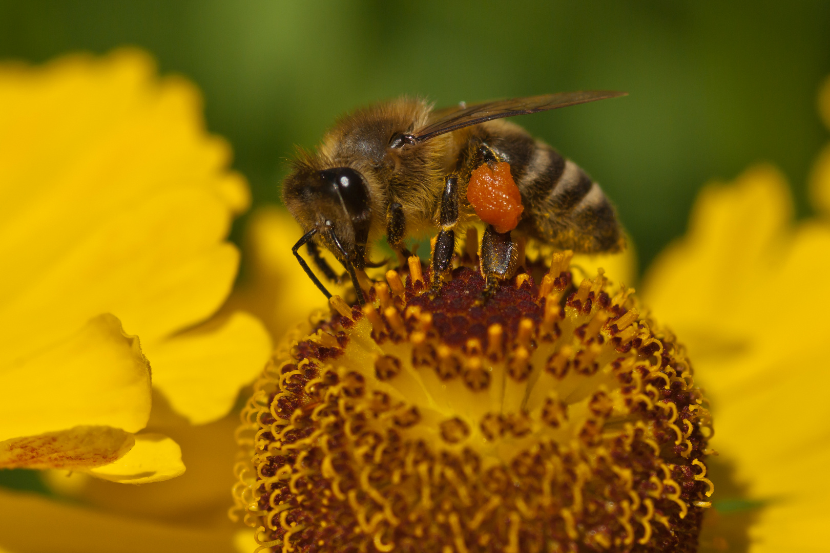 Fleißiges Bienchen Foto & Bild | tiere, wildlife, insekten Bilder auf ...