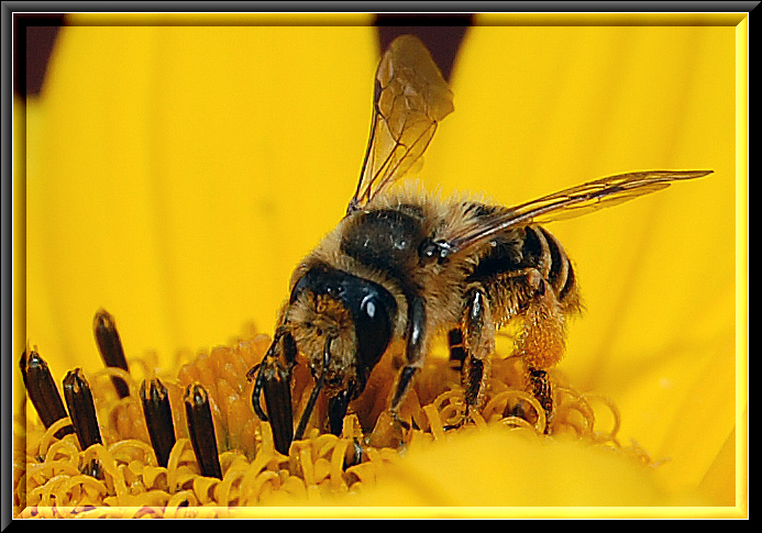 Fleißiges Bienchen Foto & Bild | tiere, wildlife, insekten Bilder auf ...