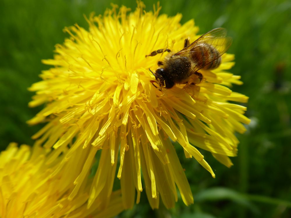 Fleißiges Bienchen Foto & Bild | tiere, wildlife, insekten Bilder auf ...