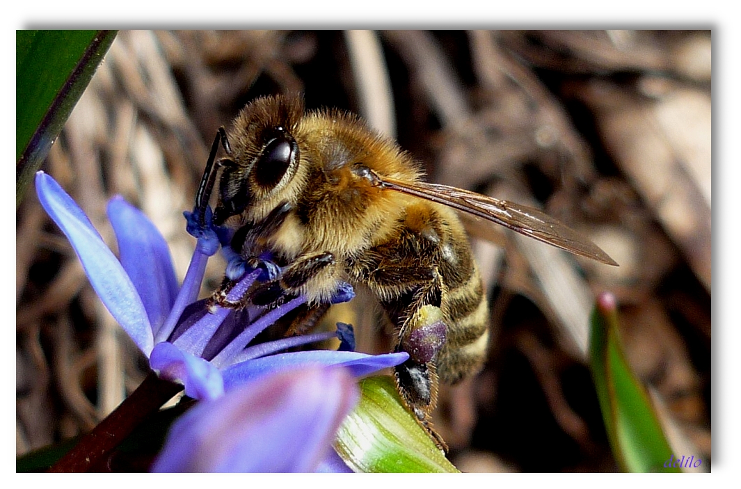 fleißiges Bienchen Foto & Bild | tiere, wildlife, insekten Bilder auf ...