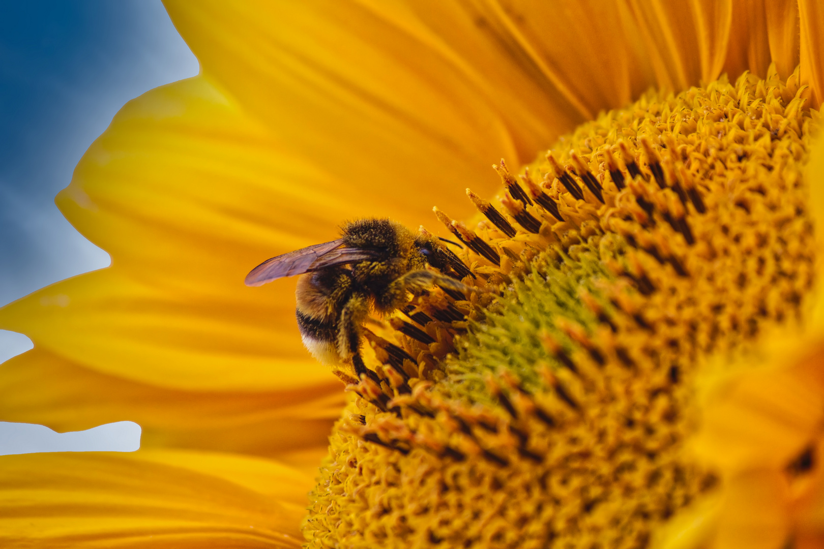 Fleißiges Bienchen. Foto & Bild | natur, tiere, wildlife Bilder auf ...