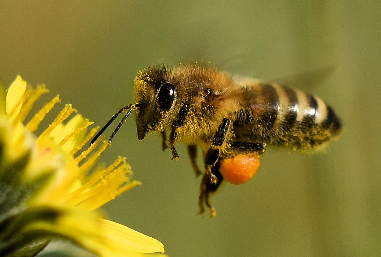 Fleißiges Bienchen im Anflug Foto & Bild | natur, tiere, wildlife ...
