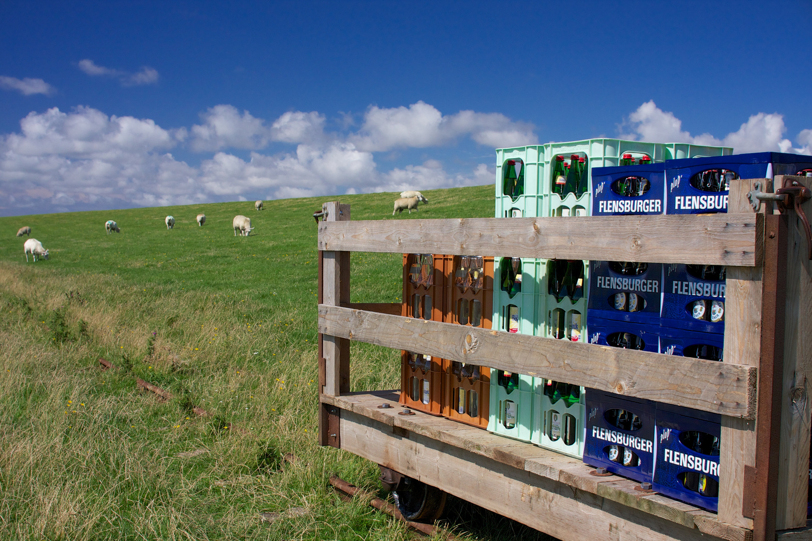 Flens Glückliche Schafe Foto & Bild | tiere, gewachsenes, natur Bilder ...