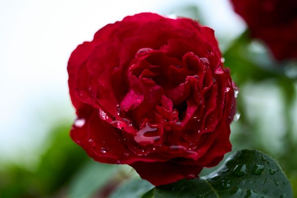 Macro Fleurs Images & Photos