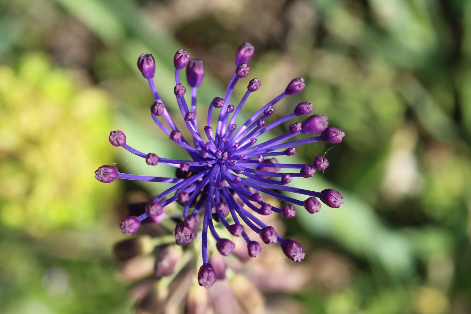 Fleur bleue photo et image | fleur- bleu- nature- printemps - campane ...