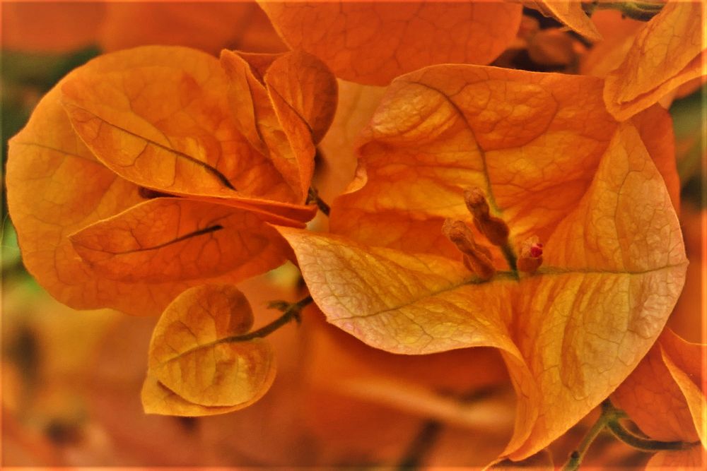 fleur d été ..... Foto % Immagini| italy, nature, world Foto su ...