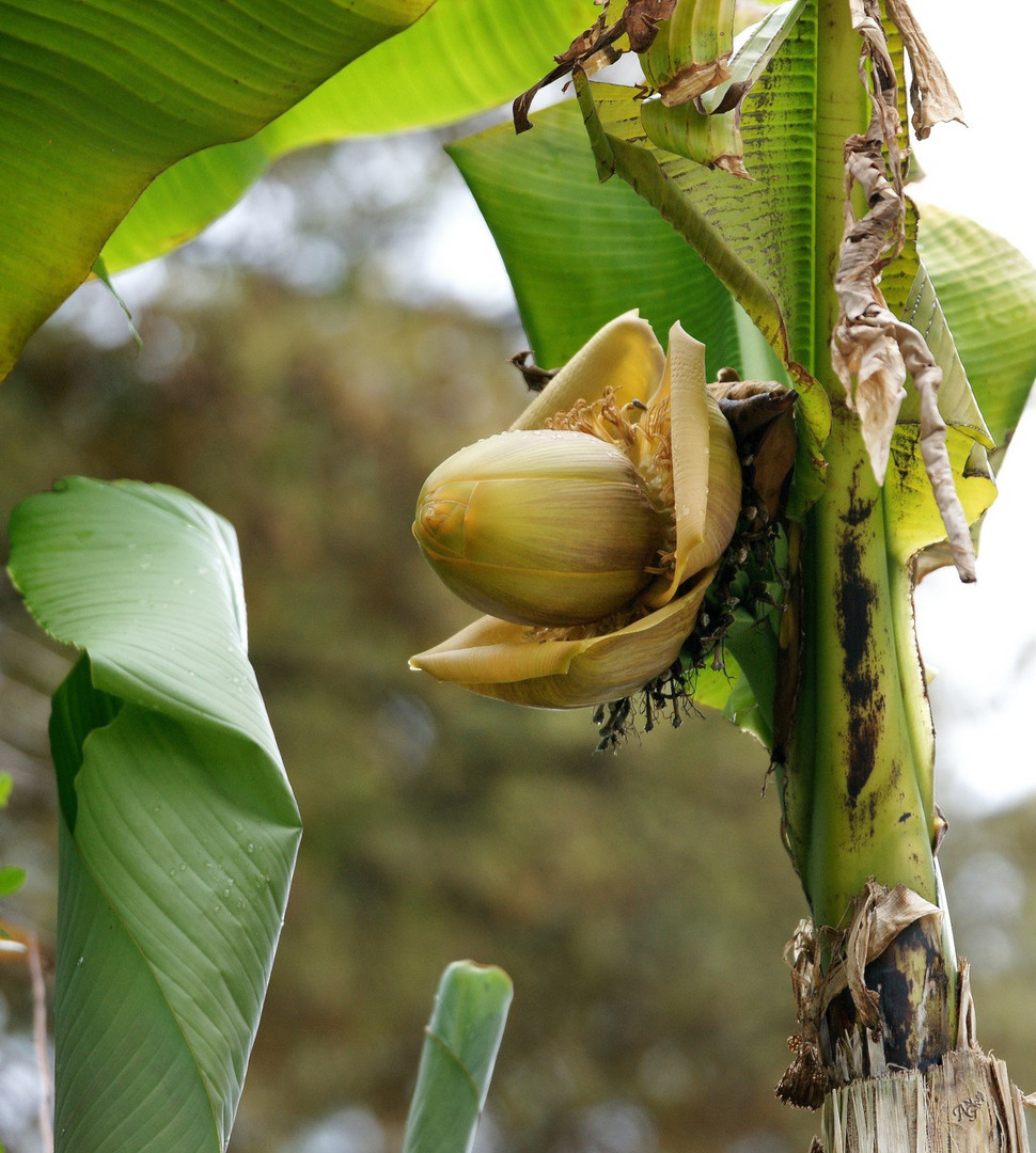 Fleur de bananier photo et image | fleurs, fruits et legumes, nature ...
