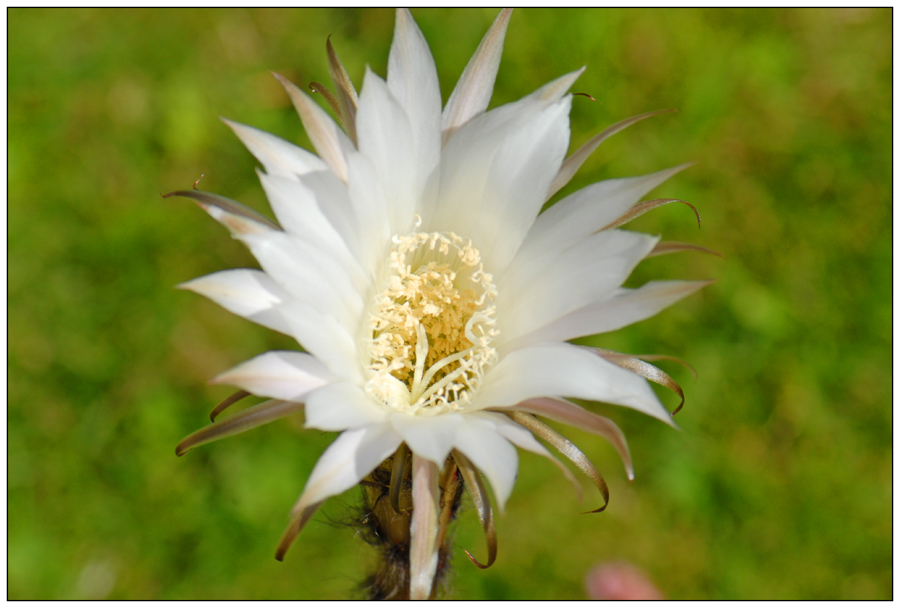 Fleur de cactus photo et image | macro nature, macro orchidées sauvages ...