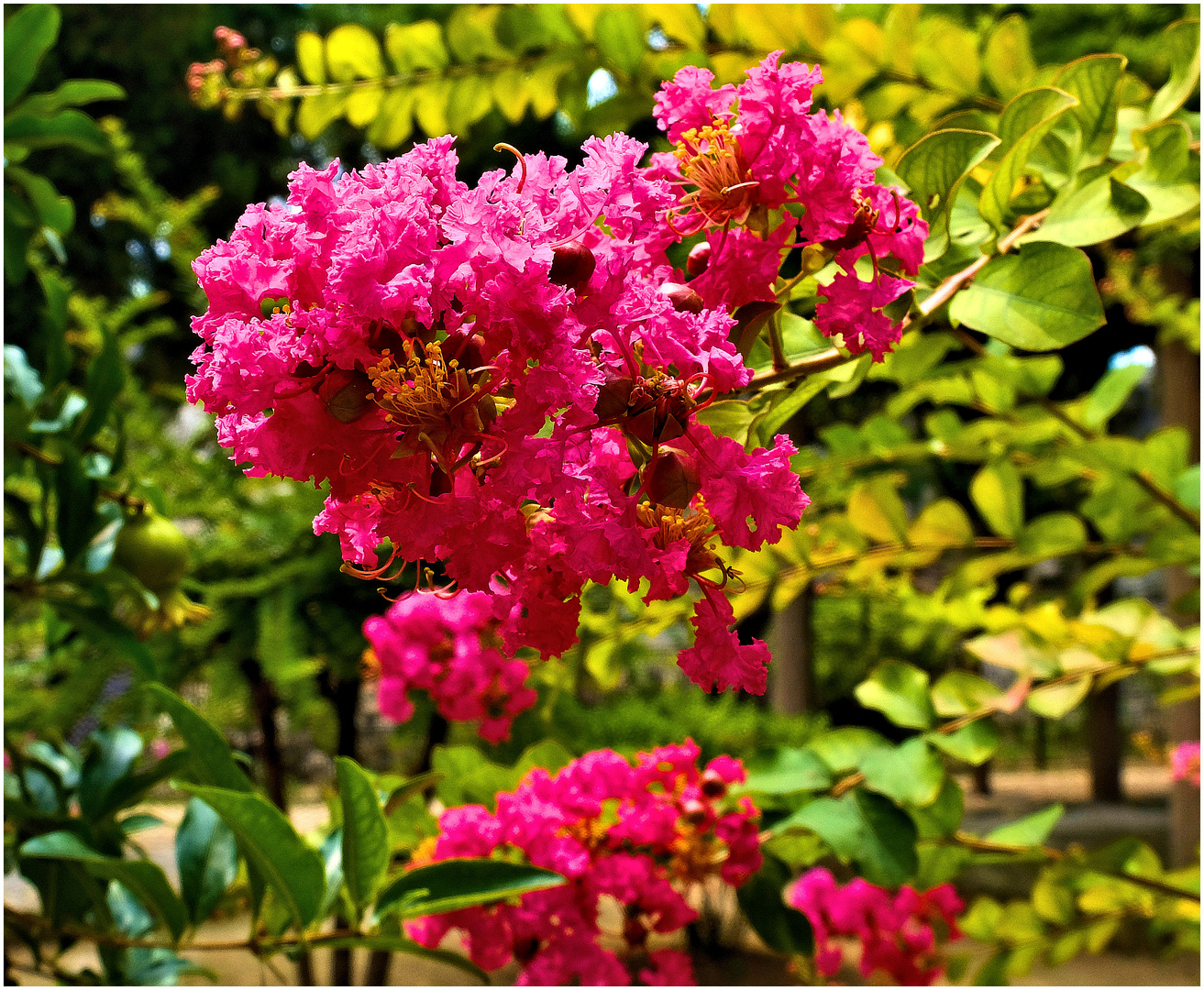 Fleur de Chine photo et image | asia, china, east asia Images fotocommunity