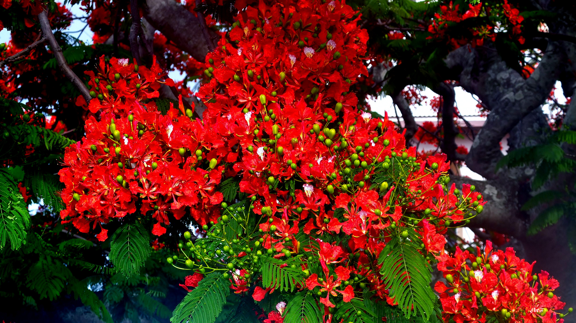 Fleur de flamboyant photo et image | arbres, nouvelle-calédonie, nature ...