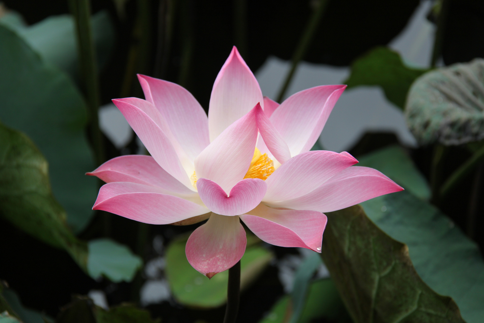 Fleur De Lotus Photo Et Image Fleurs Nature Images Fotocommunity