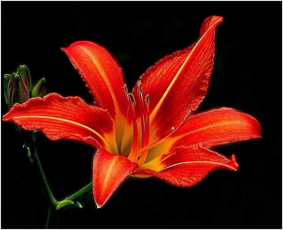 Fleur de lys photo et image | fleurs, nature Images fotocommunity