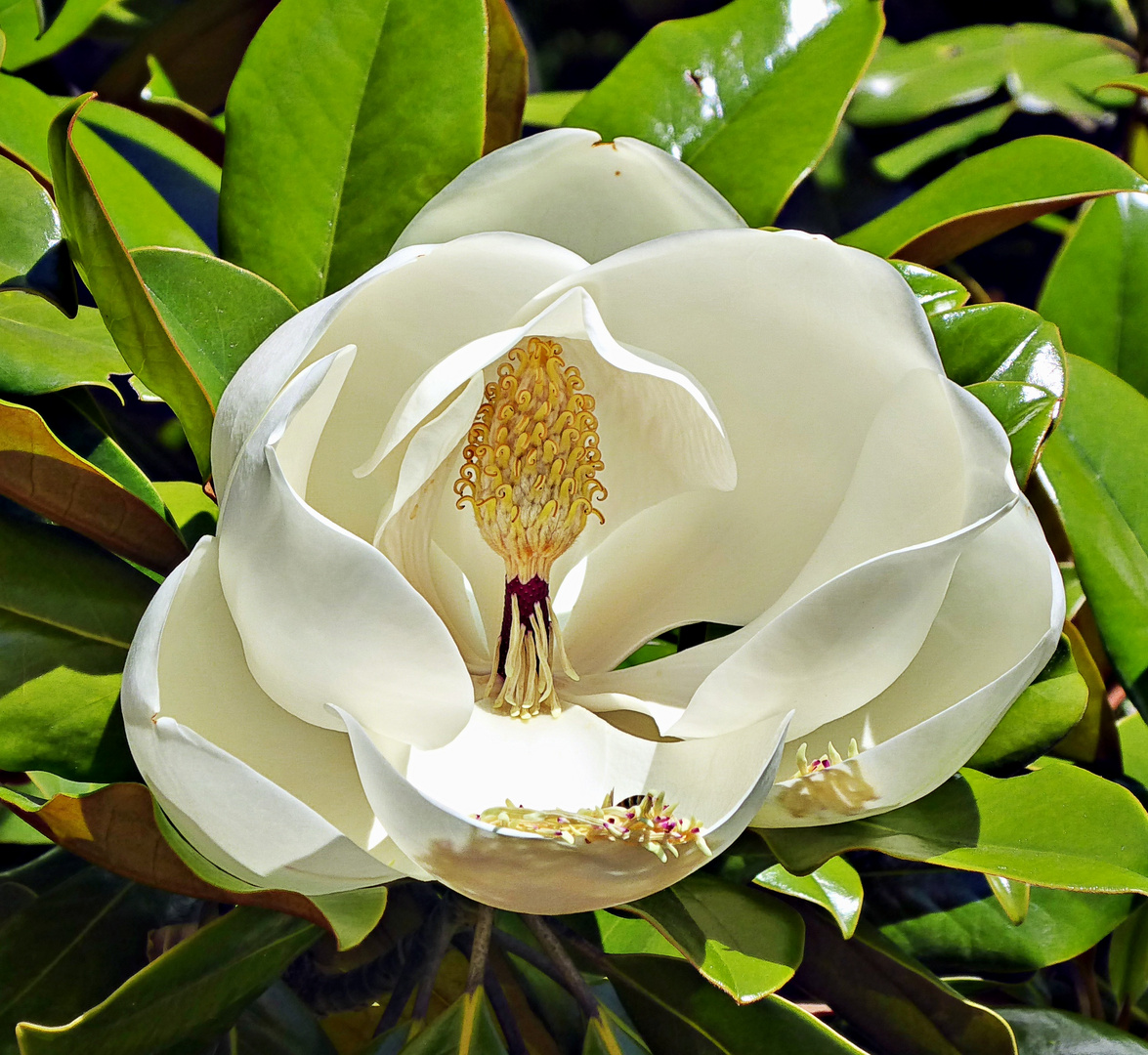 fleur de magnolia grandiflora photo et image | france, nature, fleurs ...
