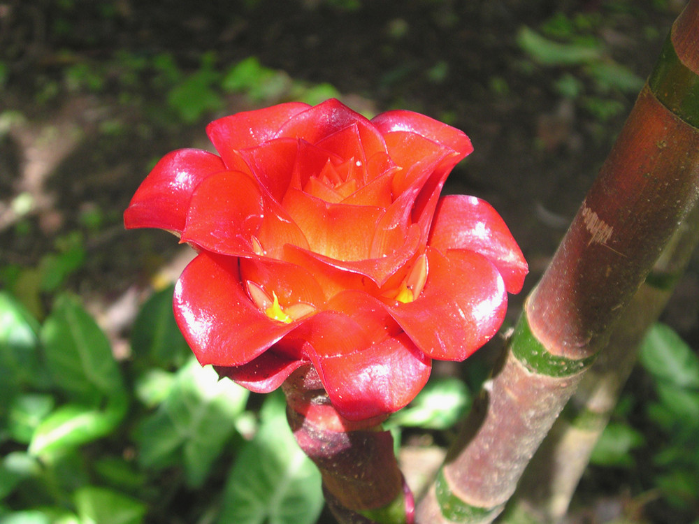 Fleur de Martinique photo et image | fleurs, martinique, nature Images ...
