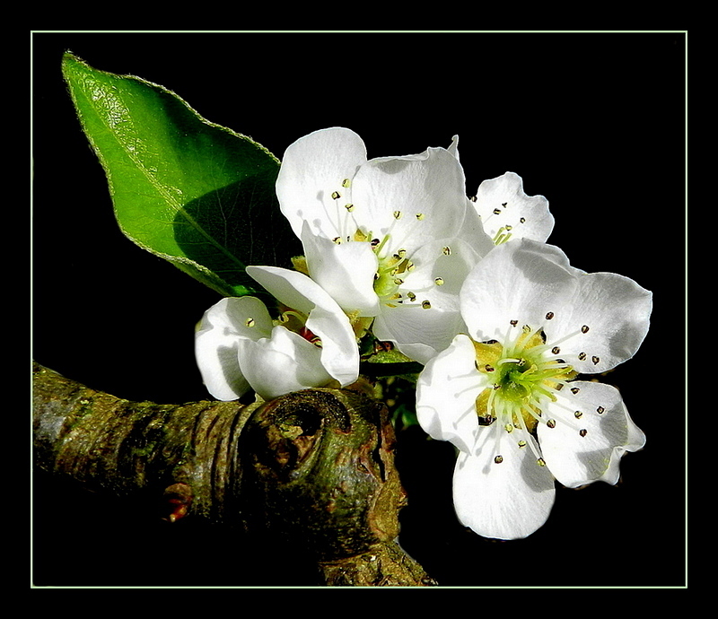 fleur de poiriers | portfolio de liliane salmon