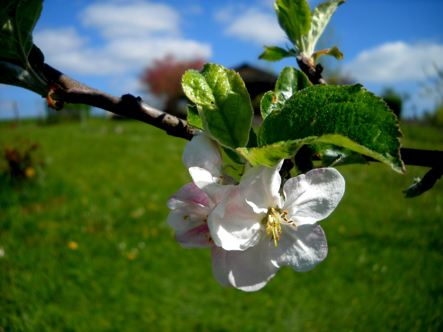 FLEUR DE POMMIER photo et image | arbres, nature, passenans Images ...