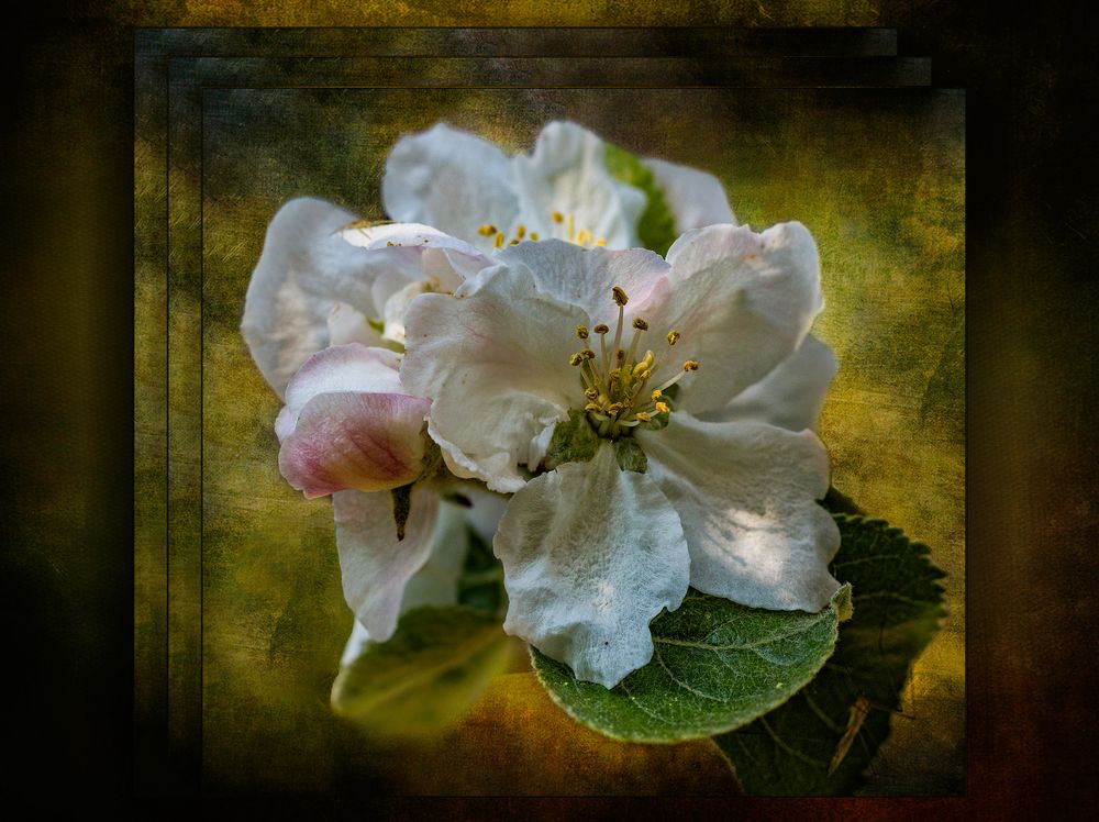 Fleur de pommier photo et image | nature, macro, fleurs Images ...