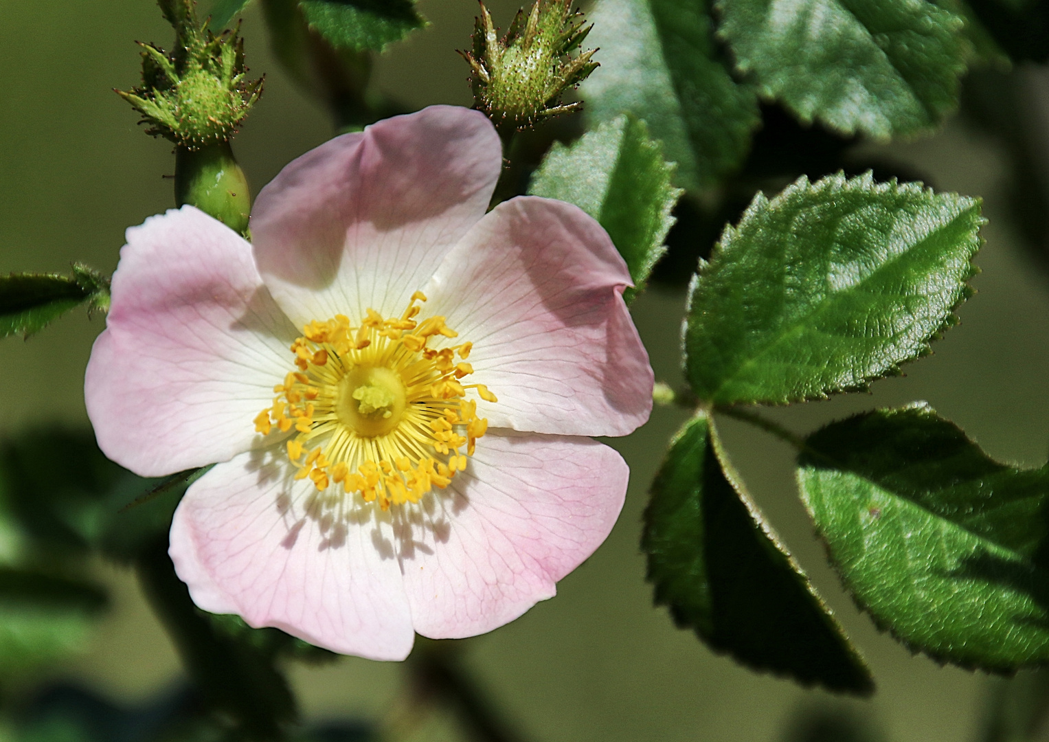 fleur de ronce ! photo et image | animations photographiques, un jour ...