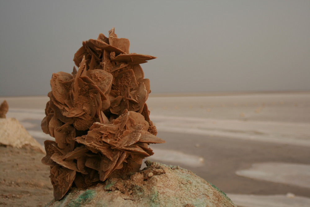 fleur de sable photo et image | divers, la nature simplement, nature Images fotocommunity