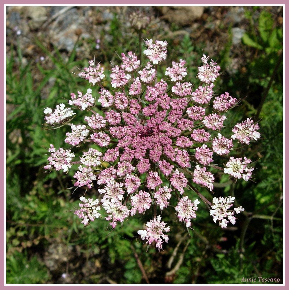 Fleur des champs.... photo et image | fleurs, rose, fleur des champs ...