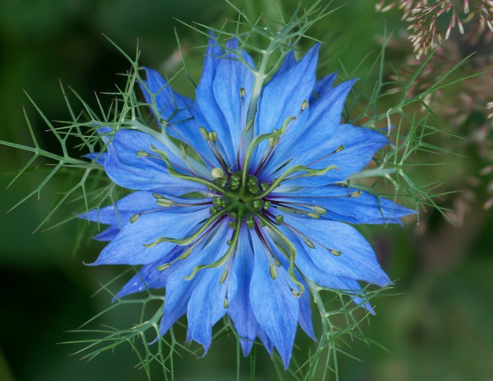 fleur des champs photo et image | macro nature, macro divers, nature ...