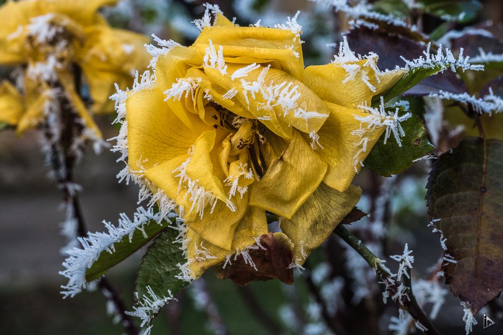 fleur d'hiver 3 photo et image | nature, macro, hiver Images fotocommunity