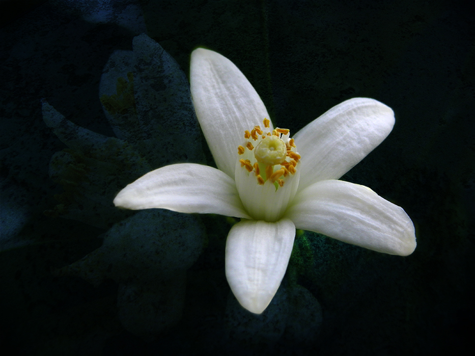 Fleur d'Oranger photo et image | macro nature, macro fleurs, créations ...