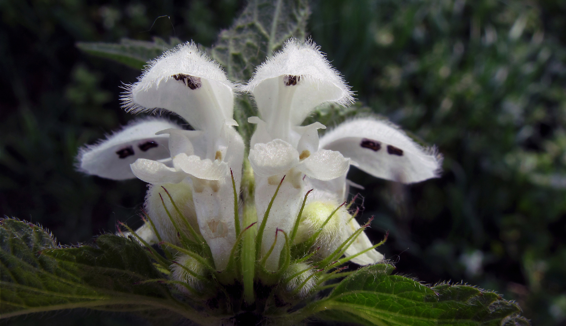 Fleur d'ortie blanche ou lamier blanc photo et image | nature, macro ...
