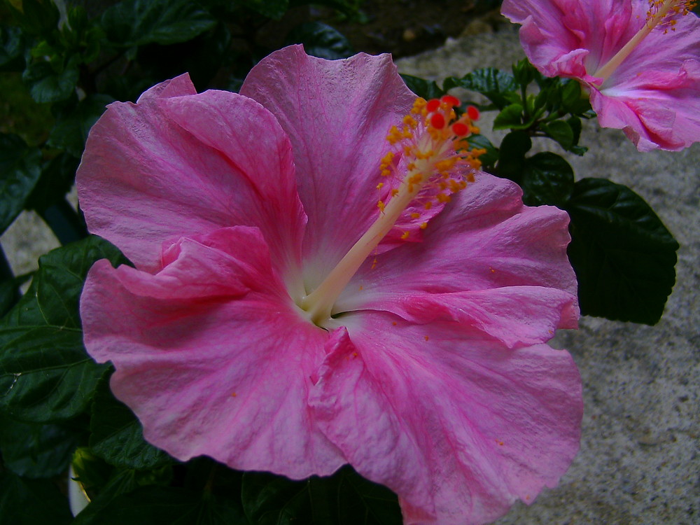 fleur d'un jour photo et image | fleurs, nature Images fotocommunity