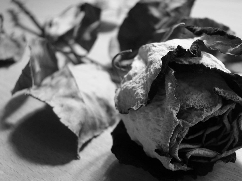 Fleur fanée photo et image | fleurs, nature Images fotocommunity