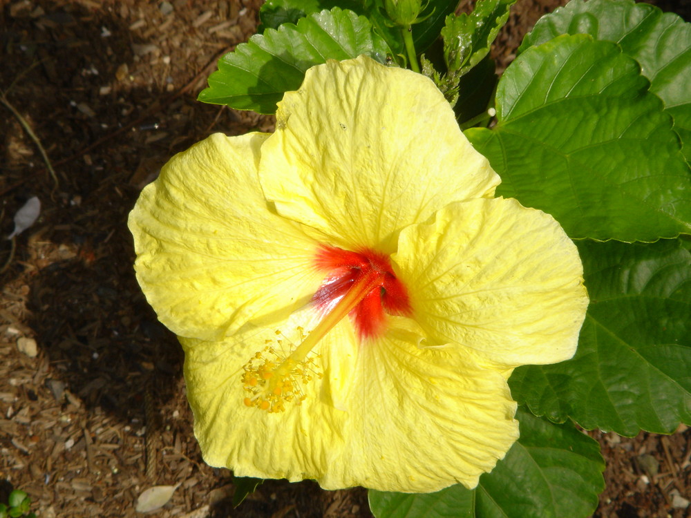 fleur hawaii photo et image | critique directe, sujets Images fotocommunity