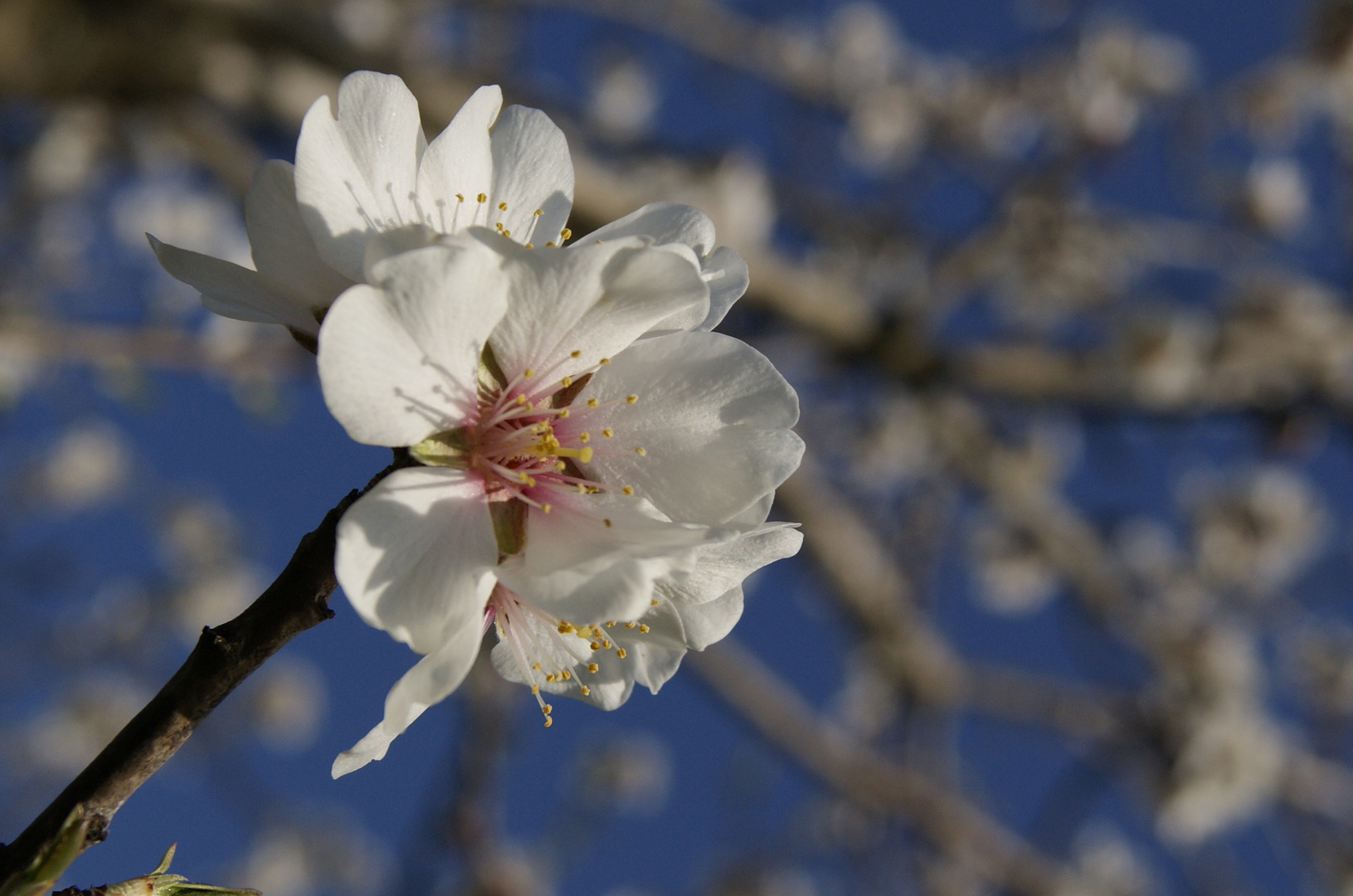 Fleur II photo et image | macro nature, macro fleurs, expo Images ...