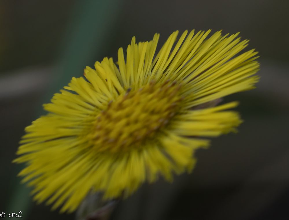 Fleur ouverte dit printemps : non ? photo et image | nature, les ...