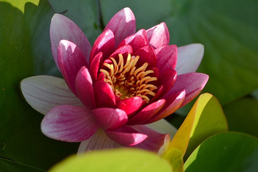 Fleur vive photo et image | macro nature, macro fleurs, macro Images ...