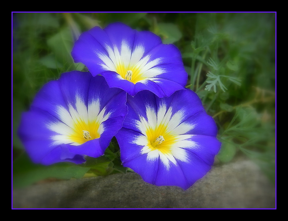 fleurs bleue photo et image | fleurs, fleurs , nature Images fotocommunity