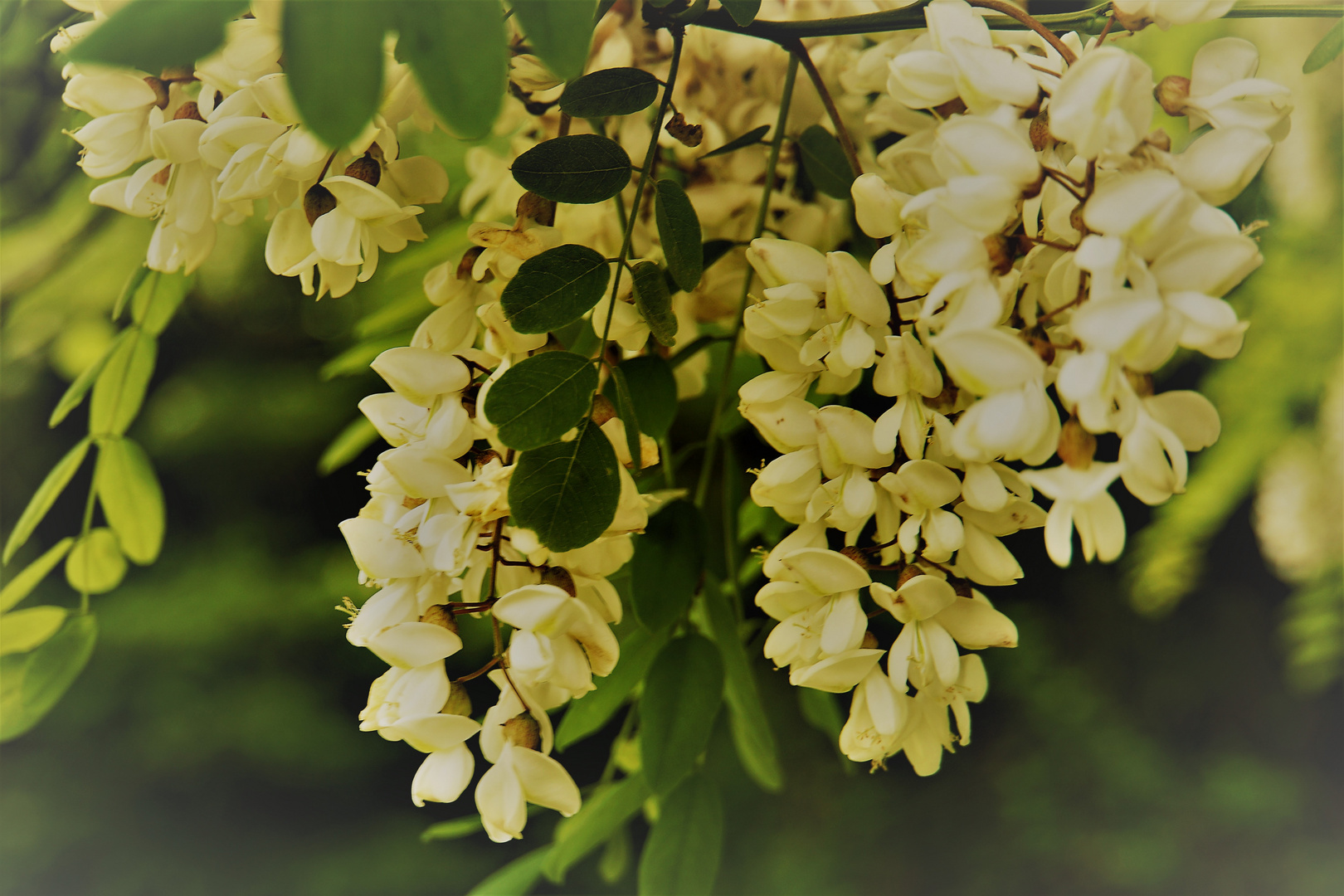 Fleurs d'Acacia.... photo et image | animations photographiques, arbres ...