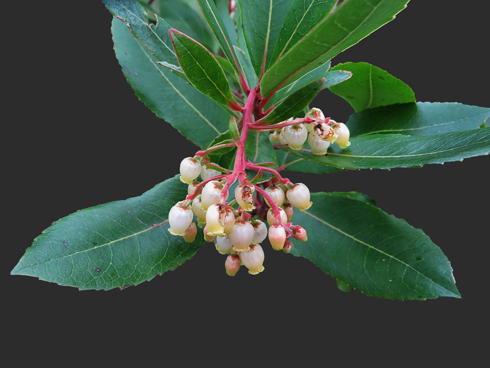 fleurs d'arbousier ! photo et image | macro nature, macro fleurs ...