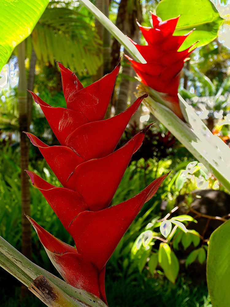 Fleurs de balisier rouge -- Rote Heliconien-Blüte photo et image ...