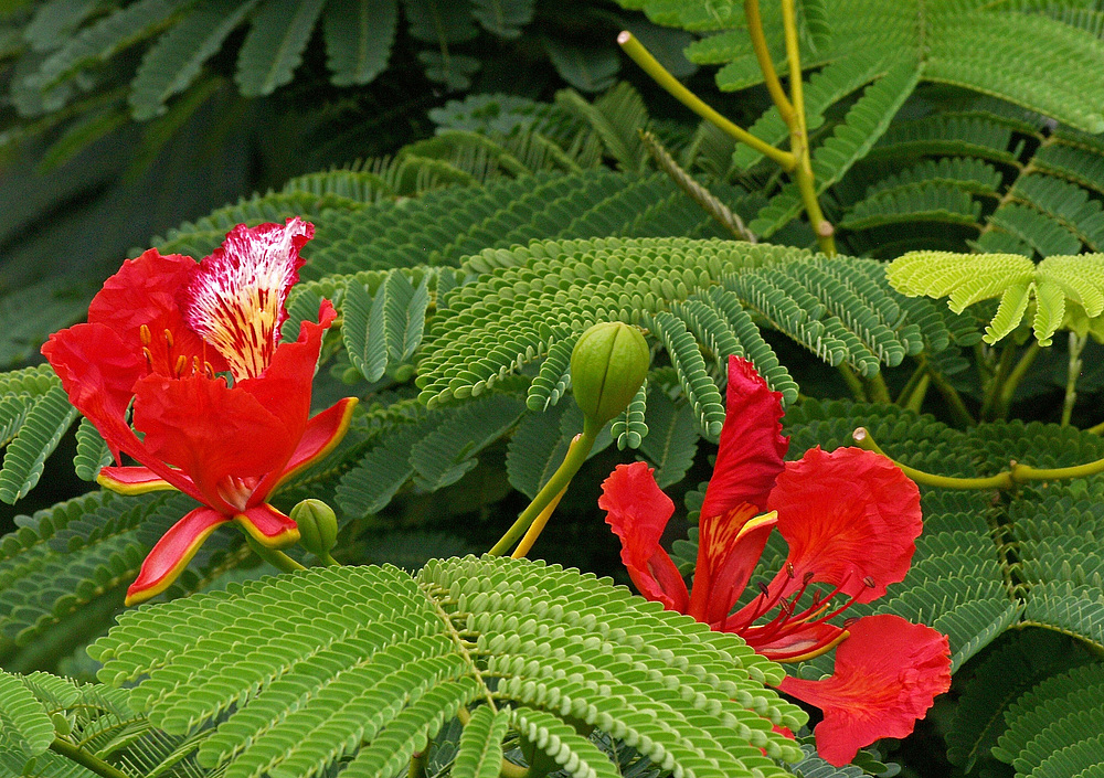 Fleurs de flamboyant -- Flamboyant –Blüten (Delonix regia) photo et ...