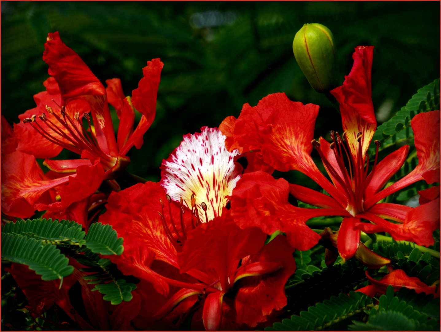 Fleurs de flamboyant - Flamboyant-Blüten (Delonix Regia) photo et image ...
