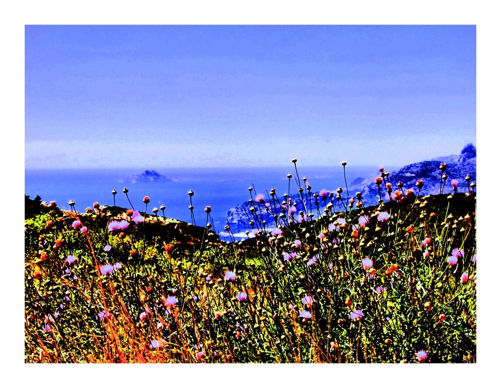 Fleurs de mer photo et image | paysages, mers et océans, fleurs, arbres ...