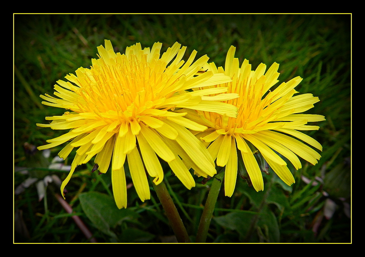 fleurs de pissenlit photo et image | fleurs, fleurs , nature Images ...