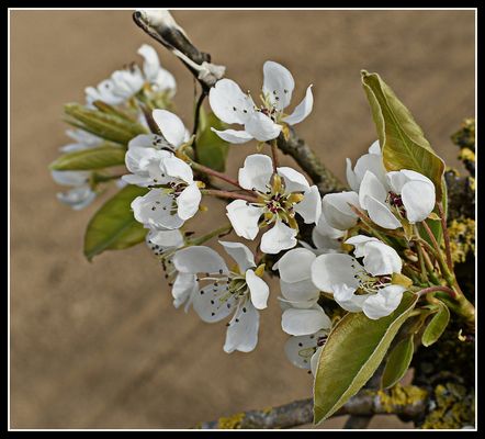 Fleurs Images & Photos