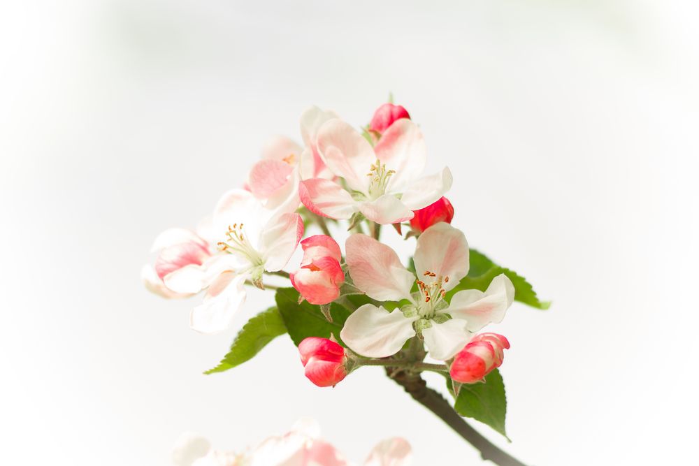 Fleurs de pomme photo et image | fleurs, nature Images fotocommunity