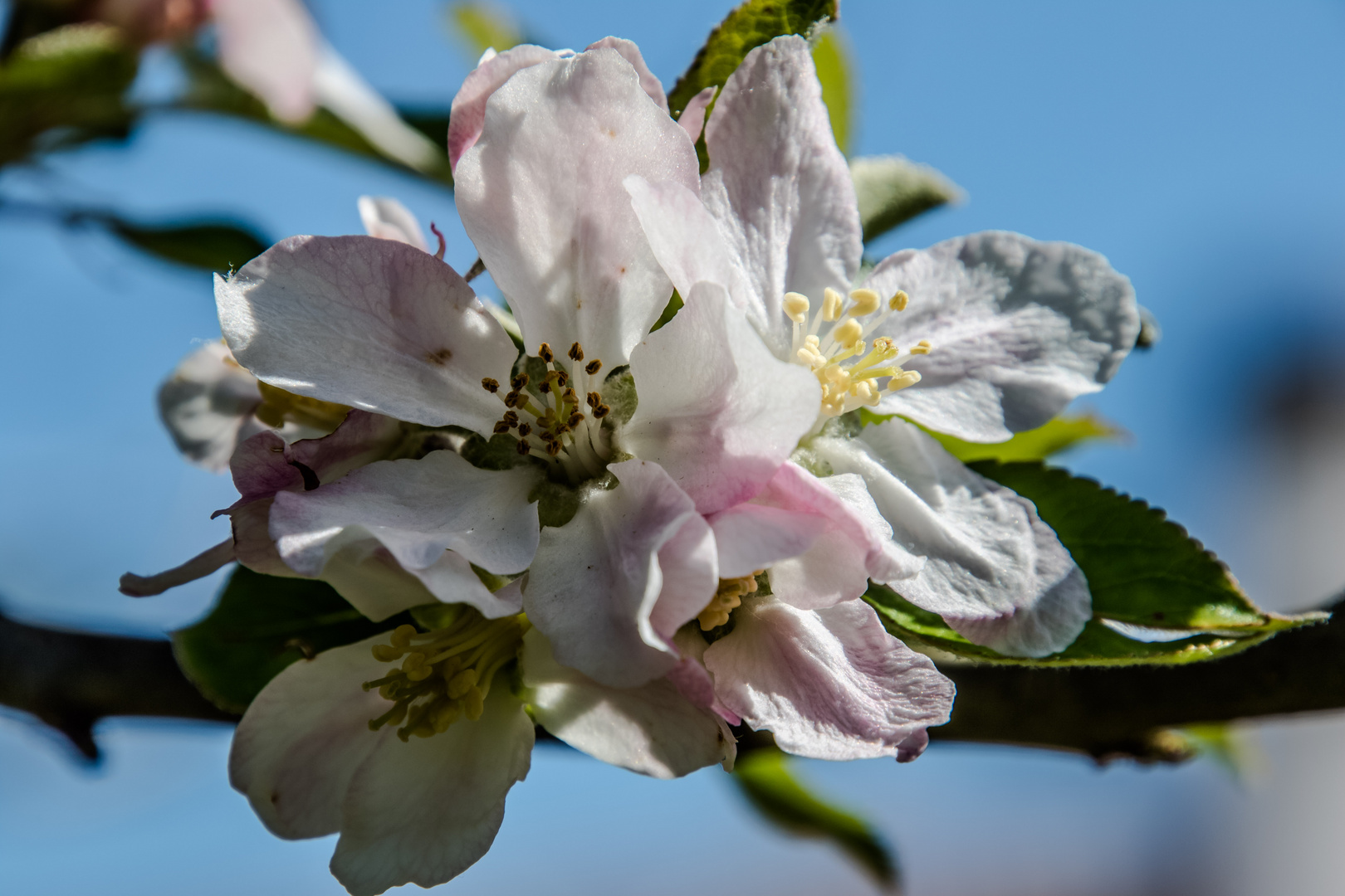 FLEURS DE POMMIER photo et image | nature Images fotocommunity