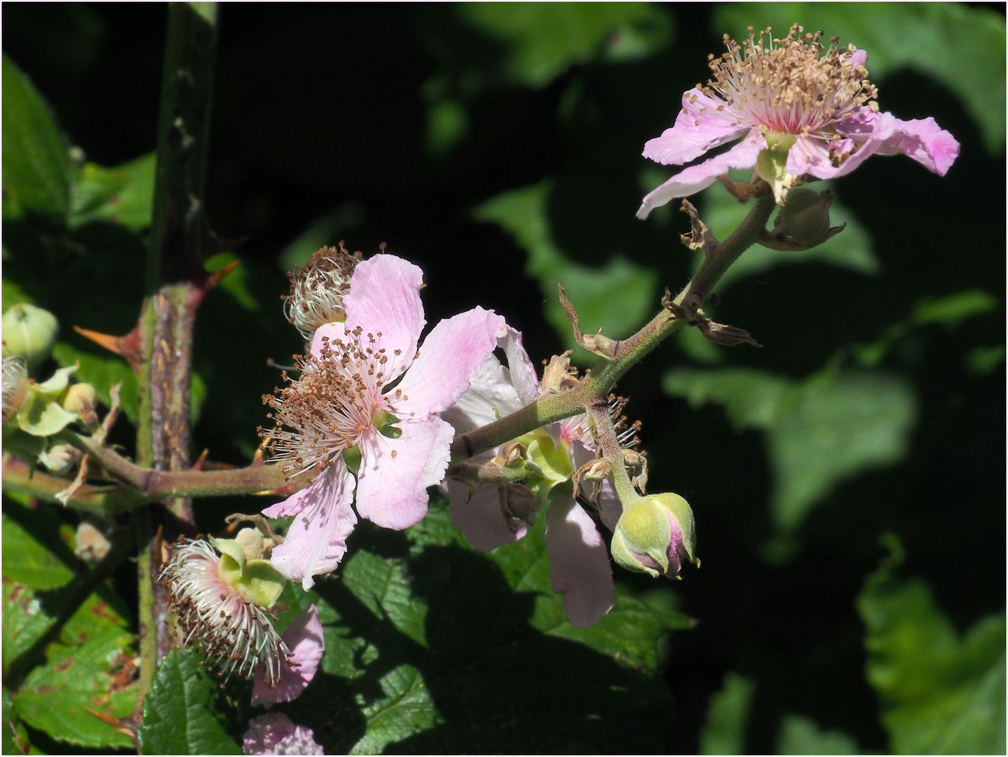 Fleurs de ronce des bois photo et image | europe, france, divers Images ...