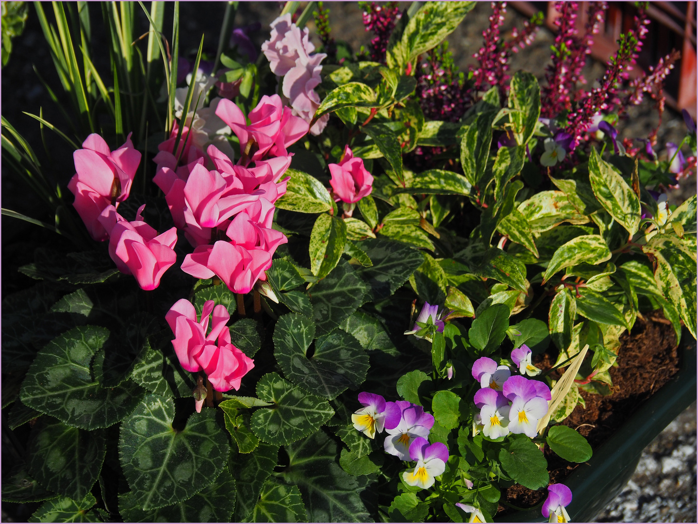 Fleurs de saison photo et image | natur, herbst, blumen Images ...