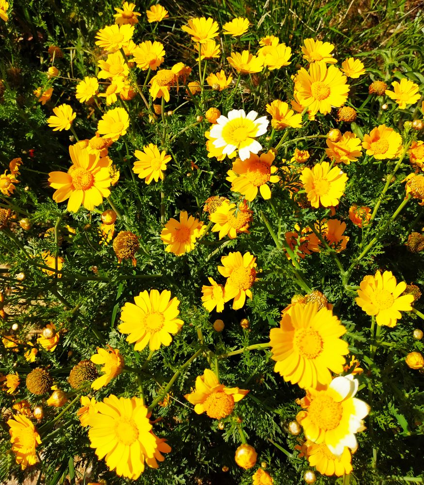 Fleurs de soleil... photo et image | paysages, animations ...