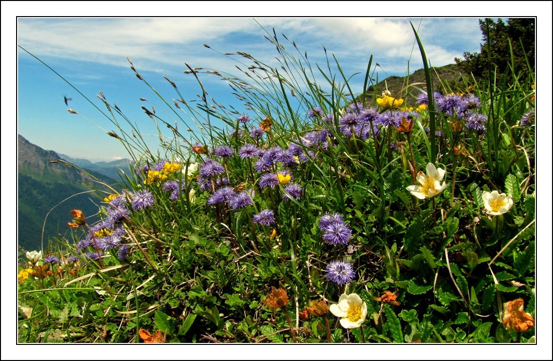 FLEURS DES ALPES photo et image | paysages, paysages de montagne, les ...