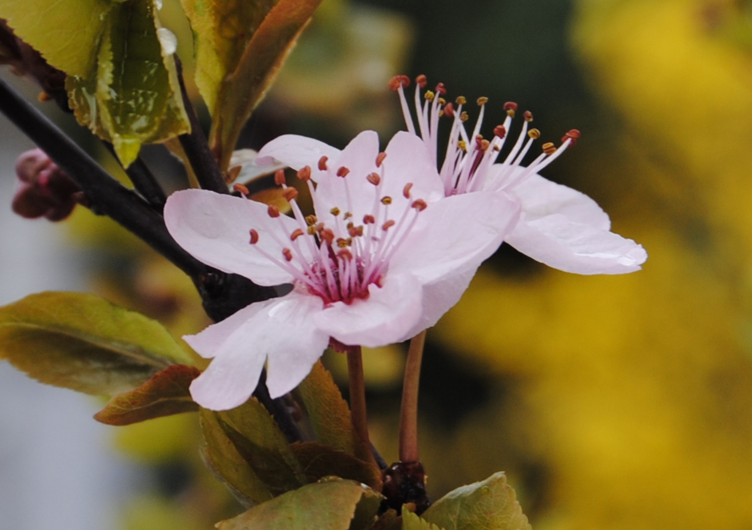 Fleurs rose de Prunus photo et image | fleurs, mon album, nature Images ...